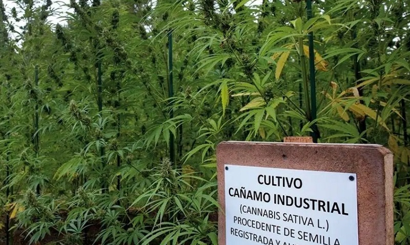 Planta de cáñamo: descubriendo los usos inusuales, insólitos e ...